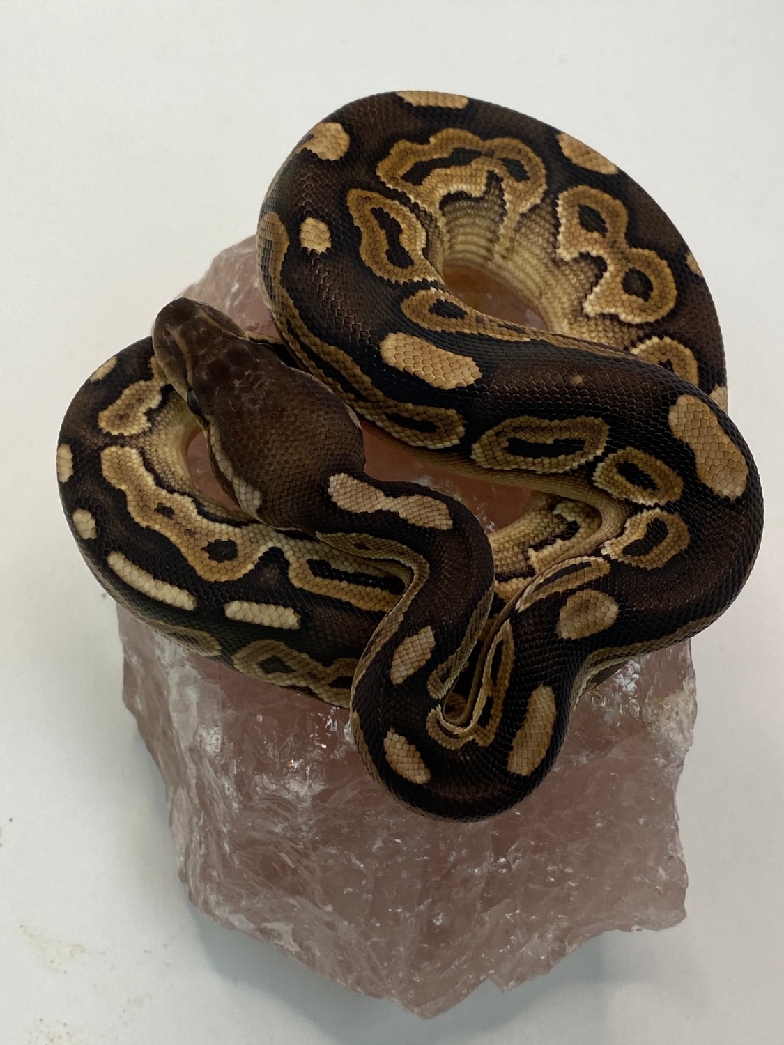 Cinnamon Special Ball Python by Wicked Oak Pythons - MorphMarket