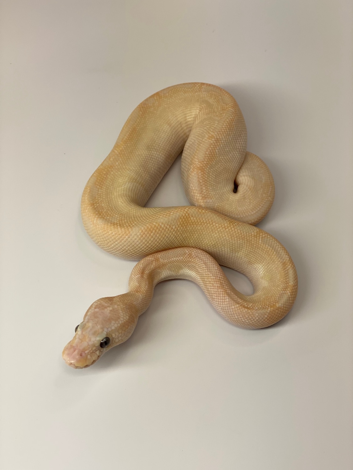 HRA Mojave Honey Ball Python by Wicked Oak Pythons - MorphMarket