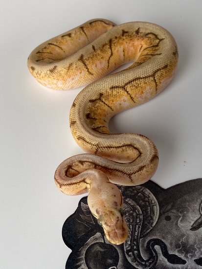 Spinnerblast Jolt Ball Python by Wicked Oak Pythons