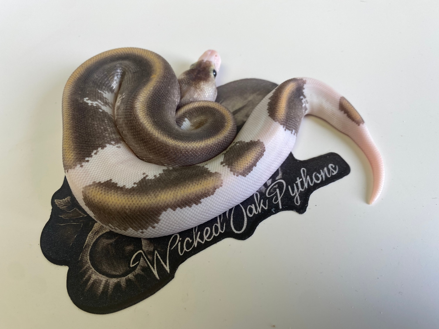 Champagne Cinnamon Ball Python by Wicked Oak Pythons - MorphMarket