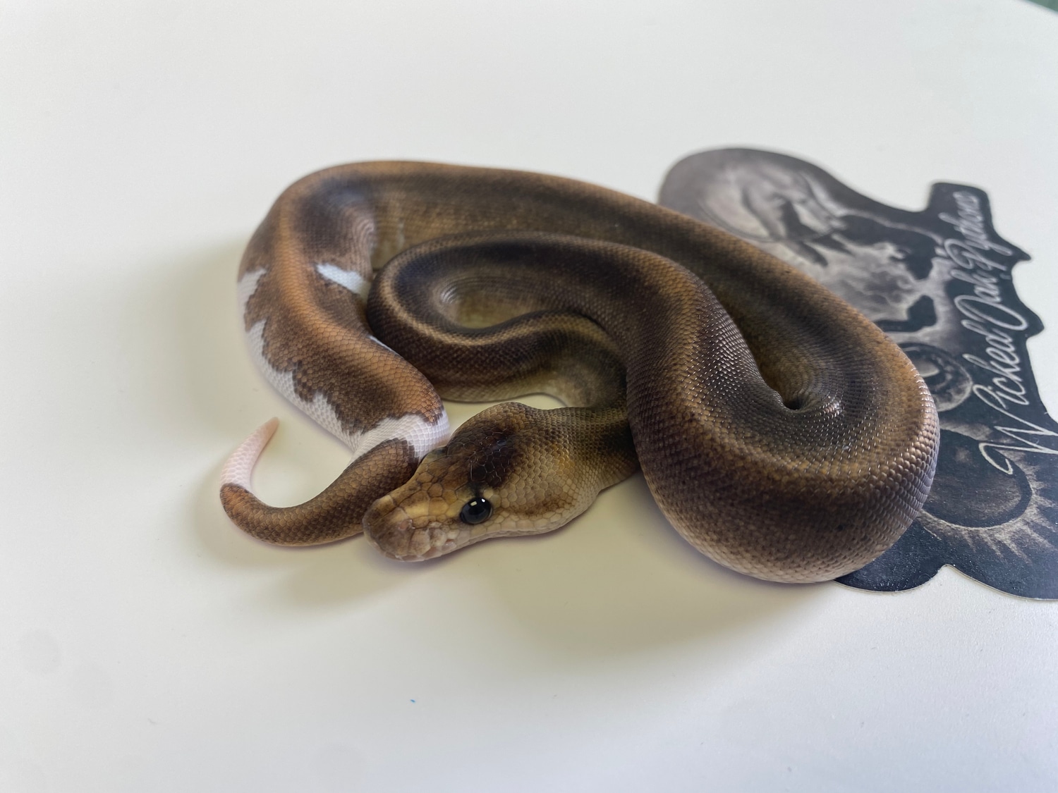Mystic Champagne Ball Python by Wicked Oak Pythons - MorphMarket