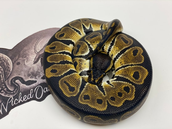 Adder Ball Python by Wicked Oak Pythons