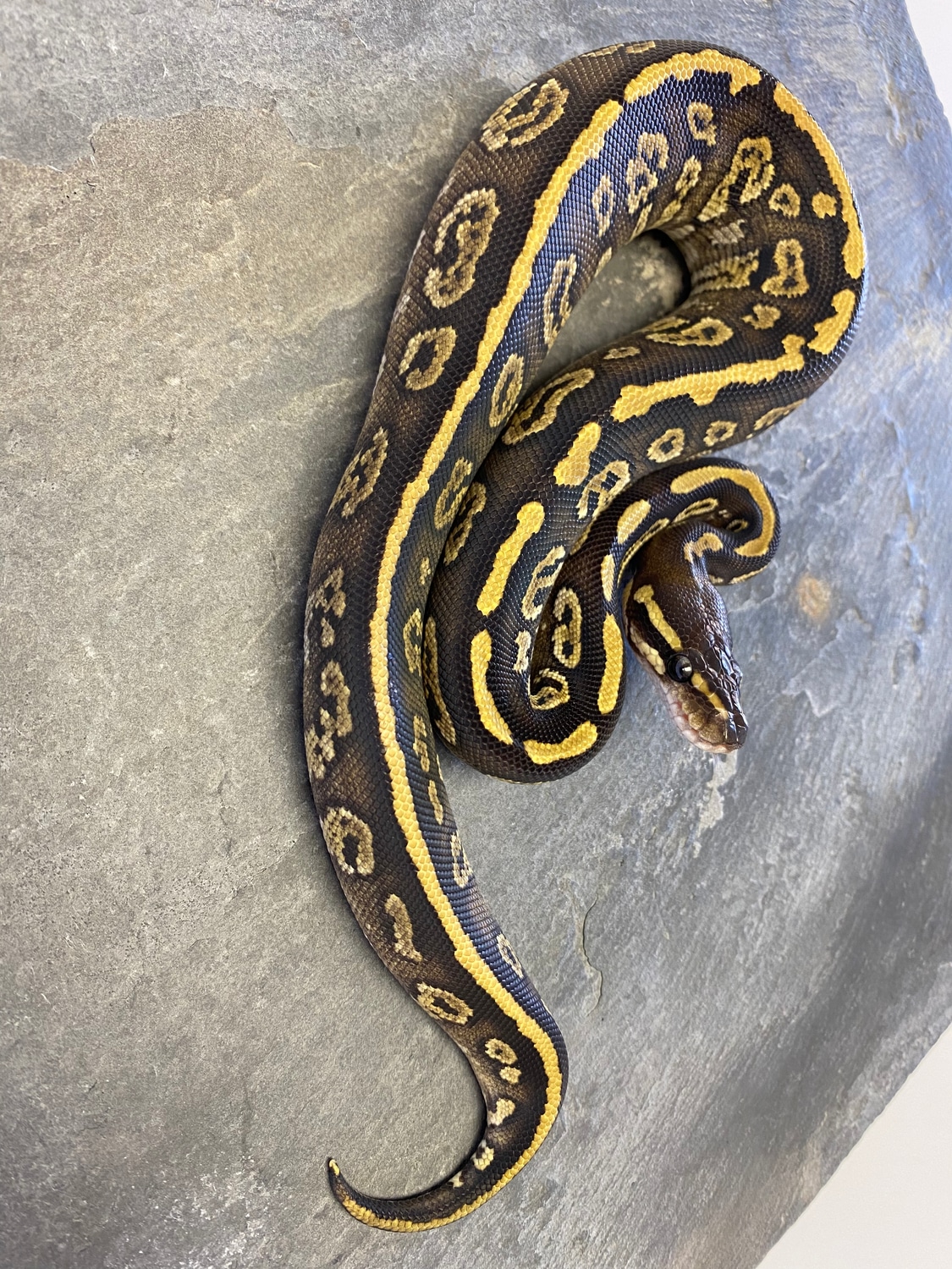 Cafe Mojave Het Red Axanthic Ball Python by Wicked Oak Pythons ...