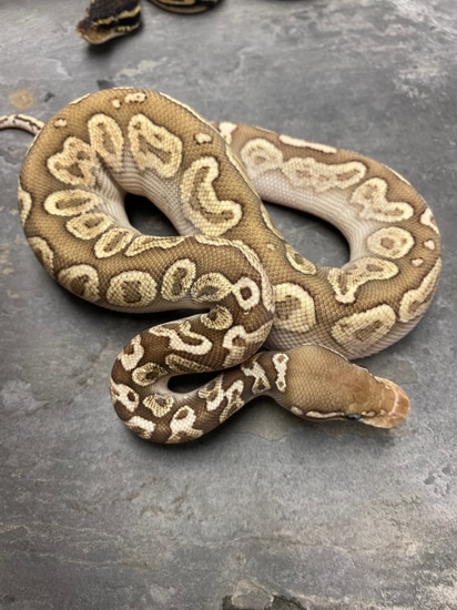 Bamboo Spotnose Adder Ball Python by Wicked Oak Pythons
