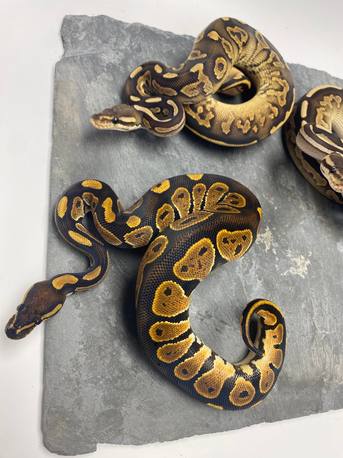 Crucifix Combos Ball Python by Wicked Oak Pythons - MorphMarket