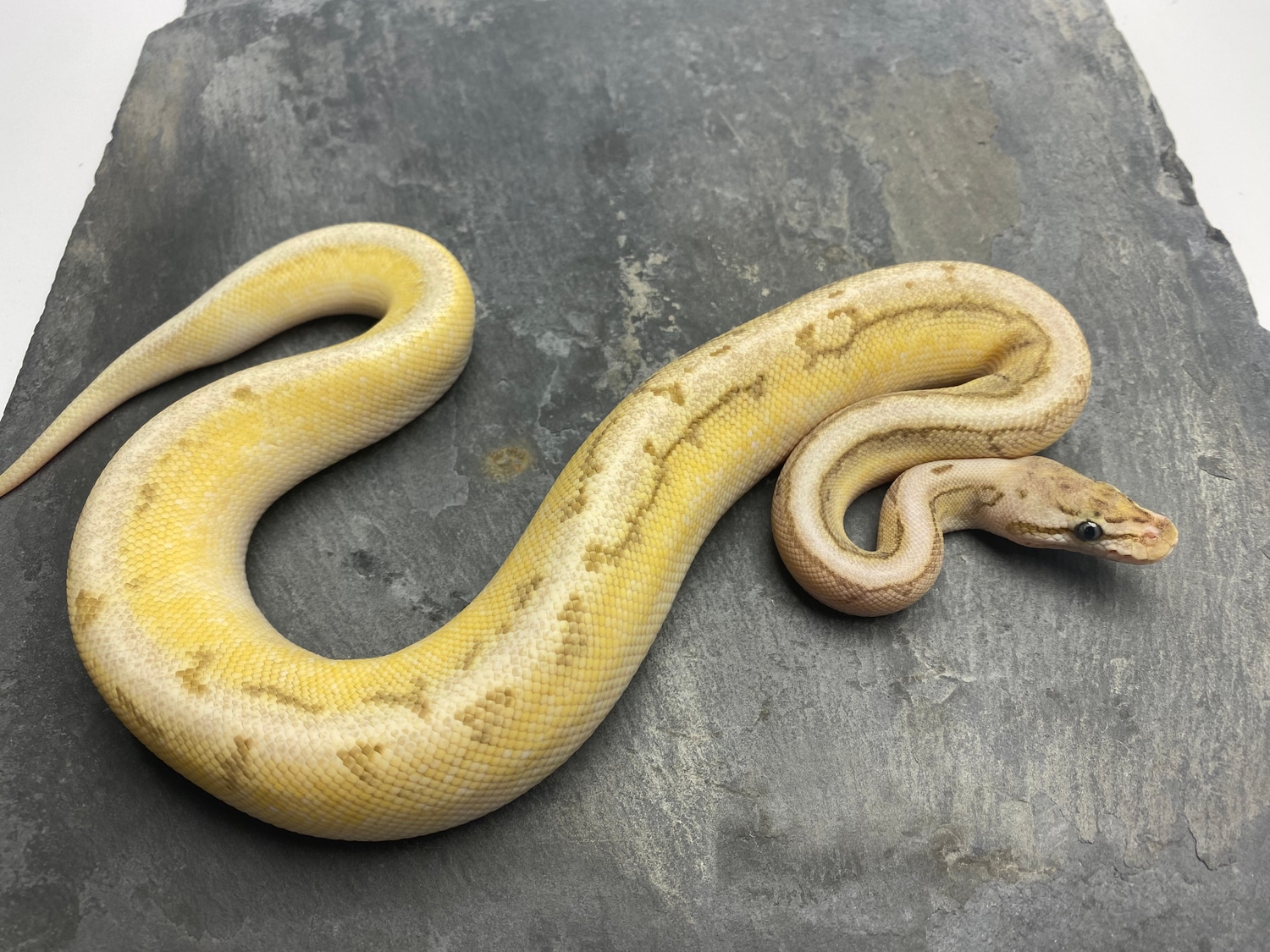 Cafe Lesser Spider Pinstripe Ball Python by Wicked Oak Pythons ...