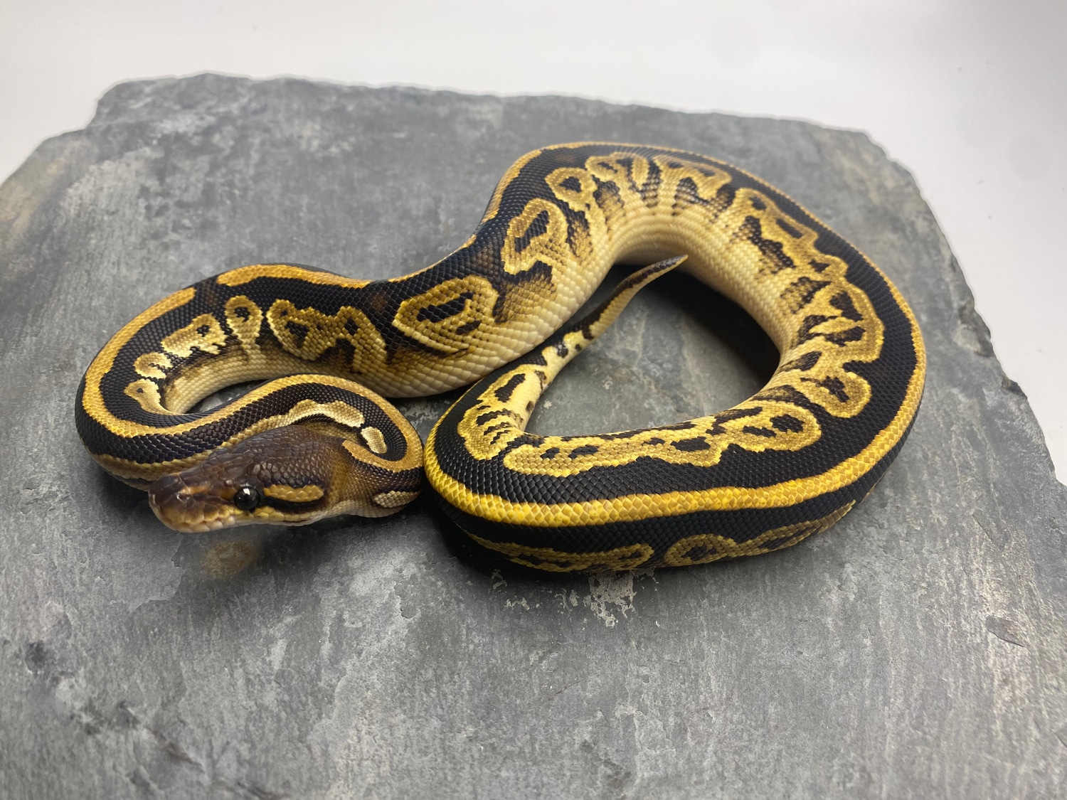 Jolt Calico HRA Ball Python by Wicked Oak Pythons - MorphMarket