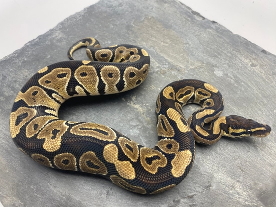 Adder Ball Python by Wicked Oak Pythons