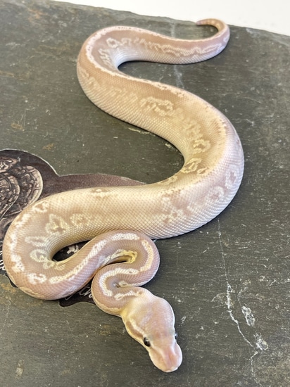 Banana Black Pastel Pastel Cinnamon Sandblast Ball Python by Wicked Oak ...