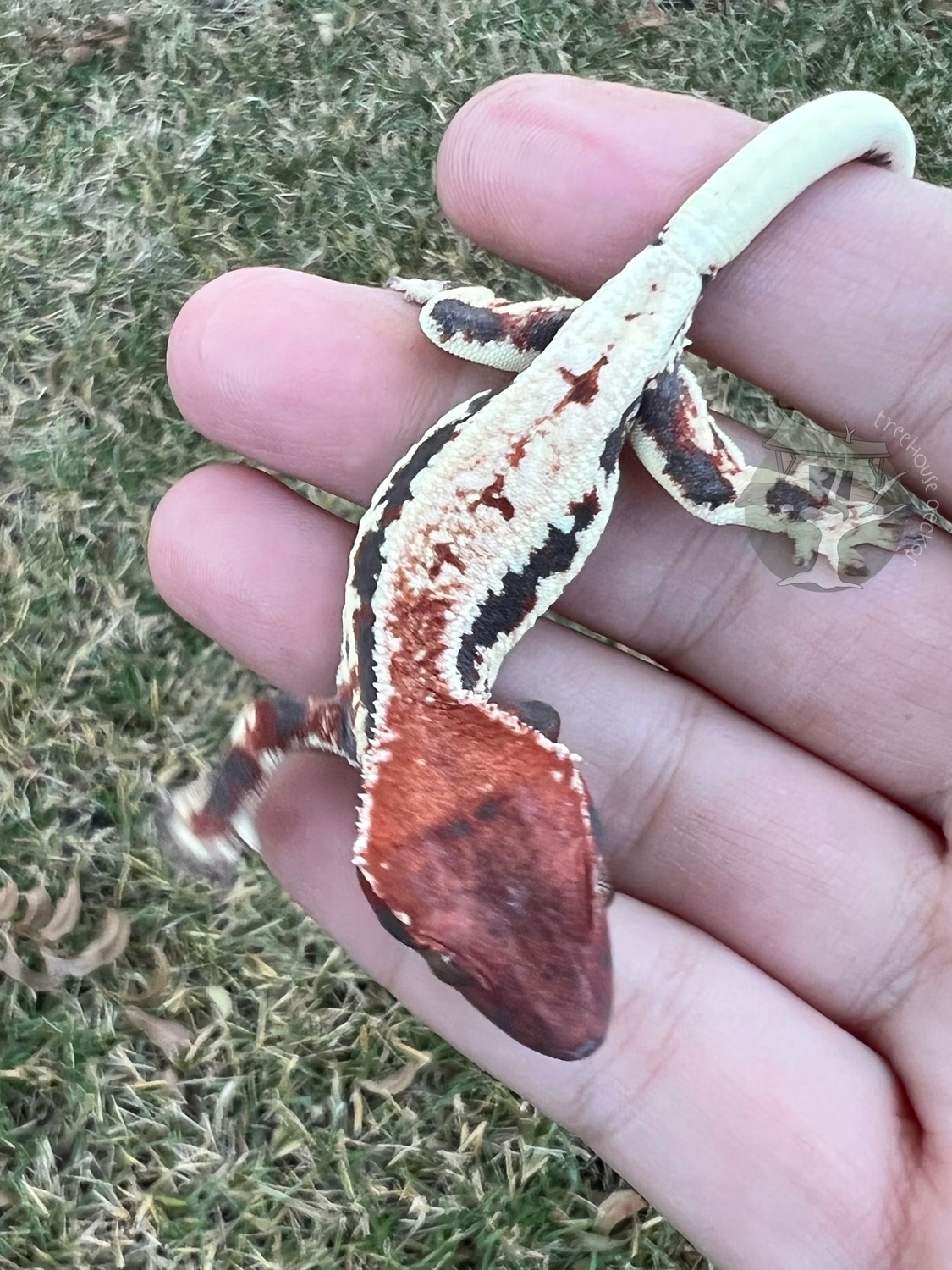 Tuxedo Line Frappuccino Crested Gecko by Treehouse Geckos - MorphMarket