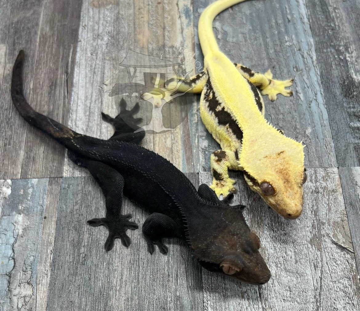 Tuxedo Line Frappuccino Crested Gecko by Treehouse Geckos - MorphMarket