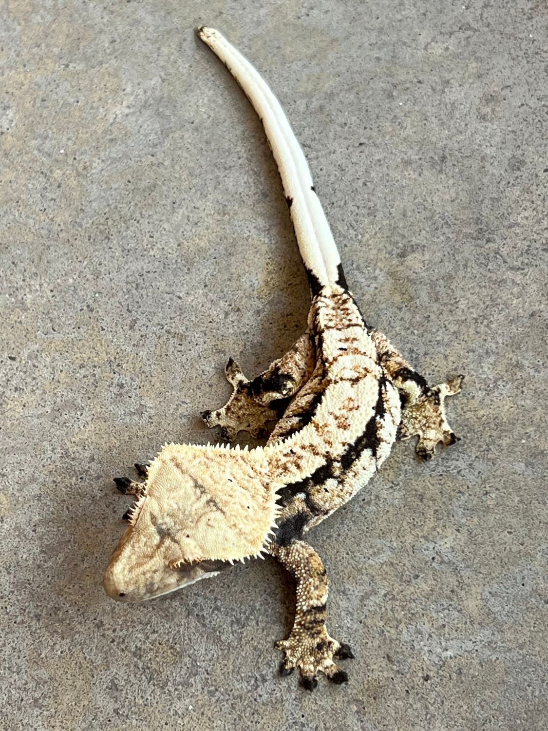 Rtb Gorgeous Tri Color Male Crested Gecko by Treehouse Geckos - MorphMarket
