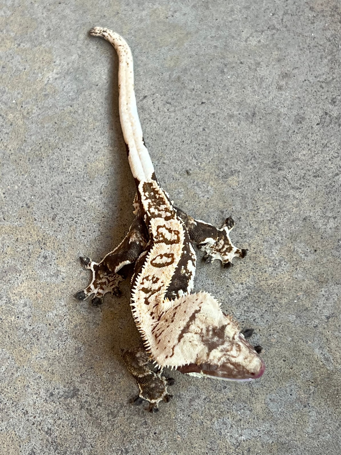 RTB With Unique Dorsal Crested Gecko by Treehouse Geckos - MorphMarket