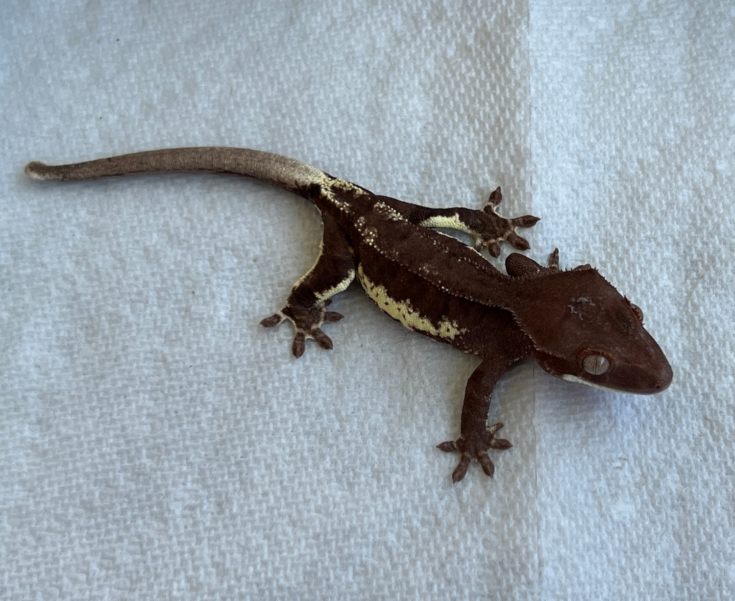 Phantom Frapp Crested Gecko by Treehouse Geckos - MorphMarket