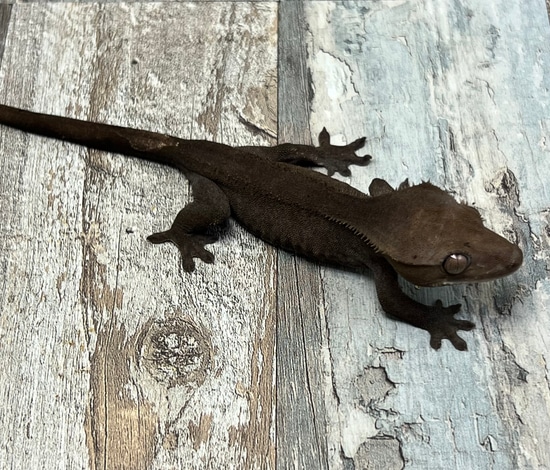 Visual Phantom Axanthic Crested Gecko by Treehouse Geckos