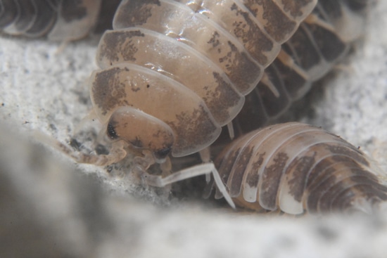 Porcellio Laevis “Milk Back” Isopod by El Paso Isopods