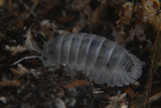 Nesodillo Sp. "Shiro Utsuri" Isopod by El Paso Isopods