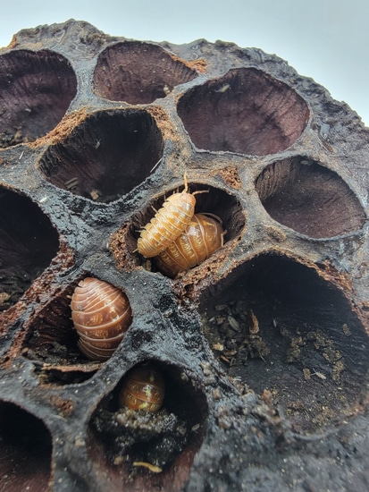 Armadillidium Vulgare "Sunset" LAG Isopod by El Paso Isopods