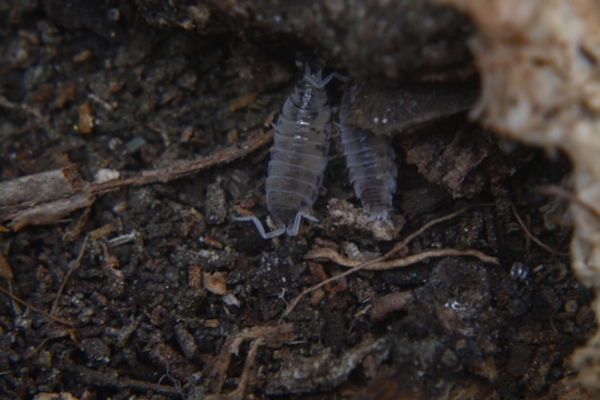 Porcellionides Pruinosus “Oreo Crumble" Isopod by El Paso Isopods