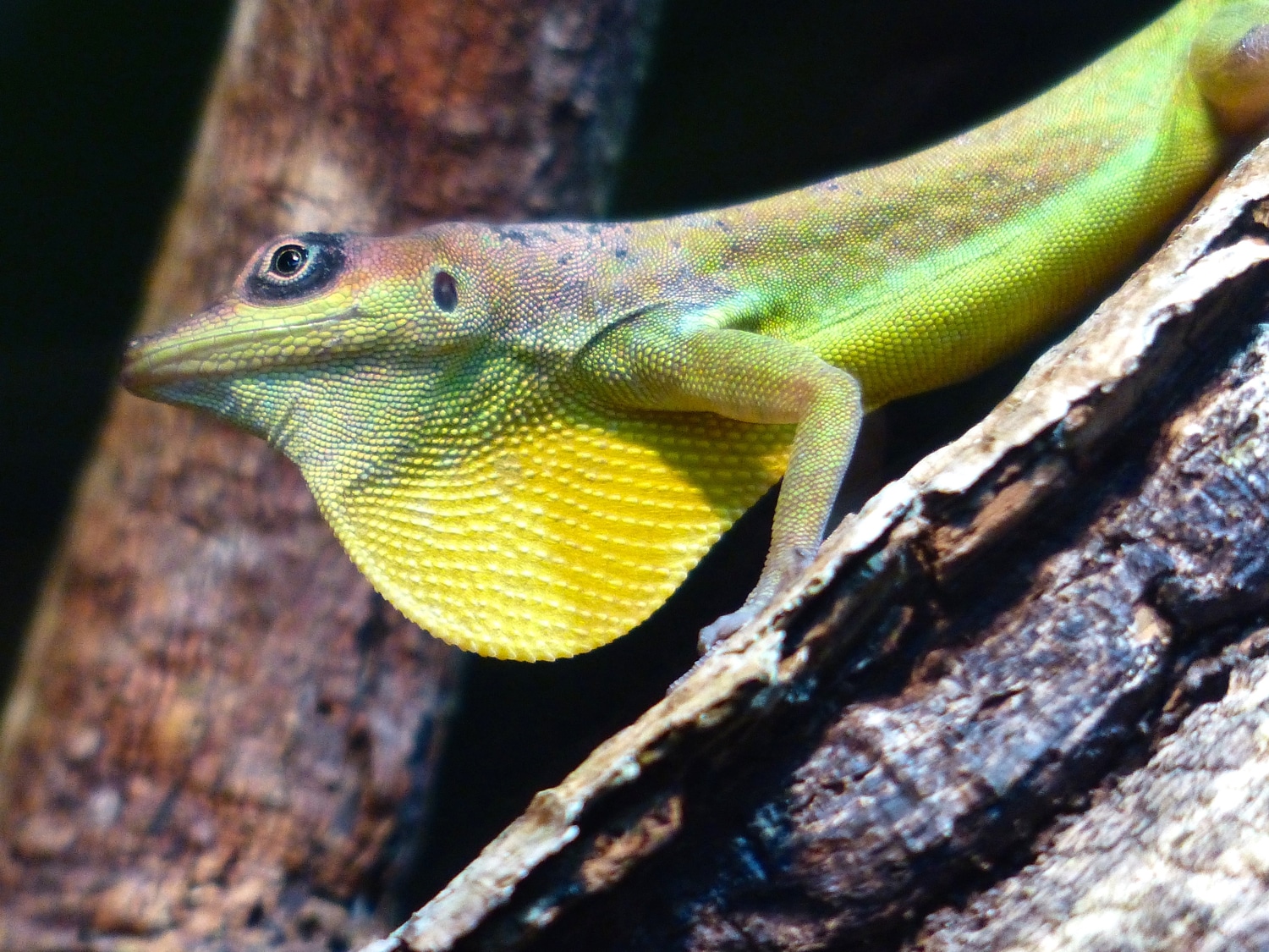 Anolis Extremus. CB Pair Anole by Ecoproductions - MorphMarket