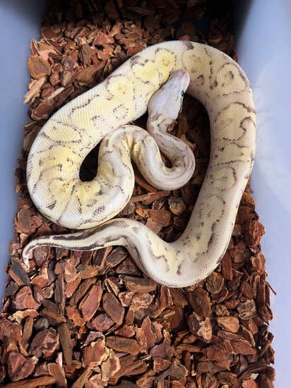 Pastel Vanilla Scream YB GeneX Ball Python by J&A Reptiles