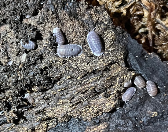 Cubaris Sp. Black Panda Isopod by JA Pods