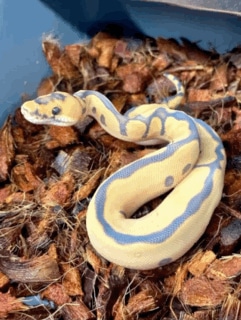 Hypo Desert Ghost Leopard Clown MALE!!! Ball Python by Arsenal Exotics ...