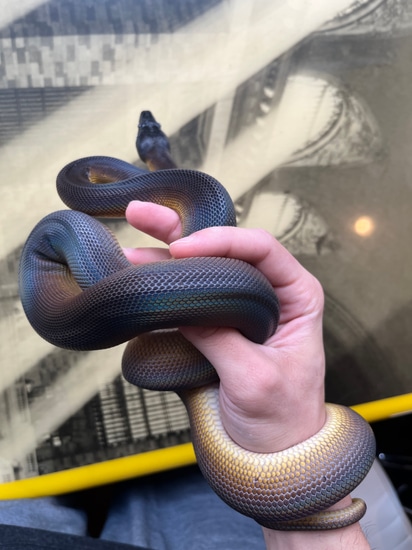 2020 Long Term Captive Northern Female White-Lipped Python by Livid ...