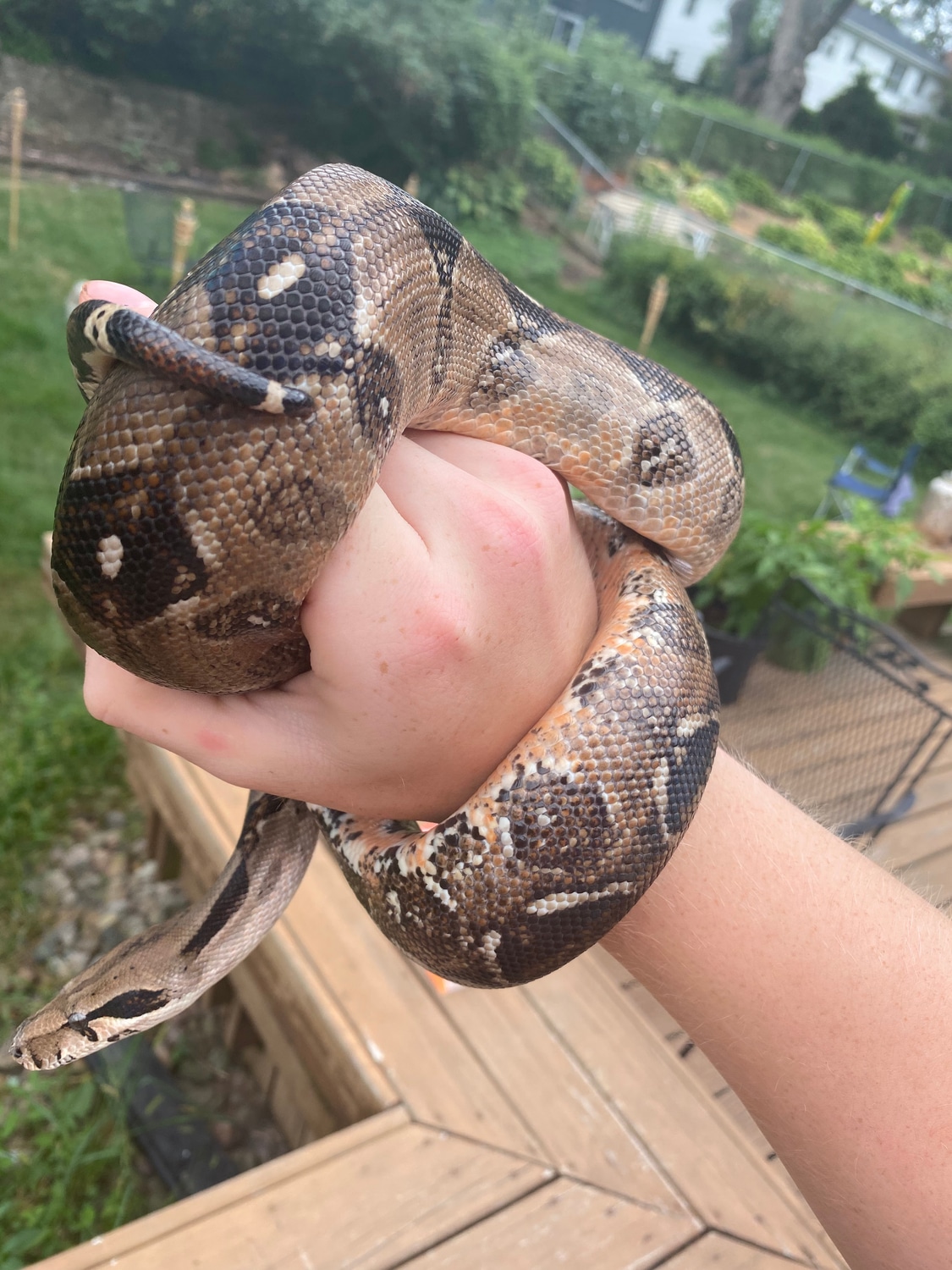 Honduran Red Belly Boa Constrictor by Gingers Cave - MorphMarket