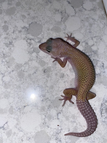 Murphy’s Patternless Leopard Gecko by Gingers Cave