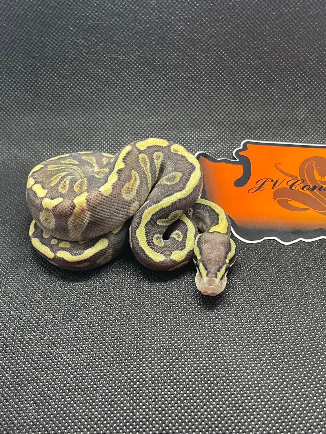 GHI Fire Mojave Enchi 100% Het Clown (Free Shipping) Ball Python by JV ...