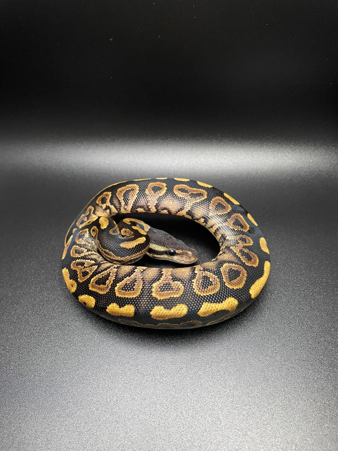 Black Pastel Yellow Belly Or Gravel 50% Het Piebald & Axanthic VPI Ball ...