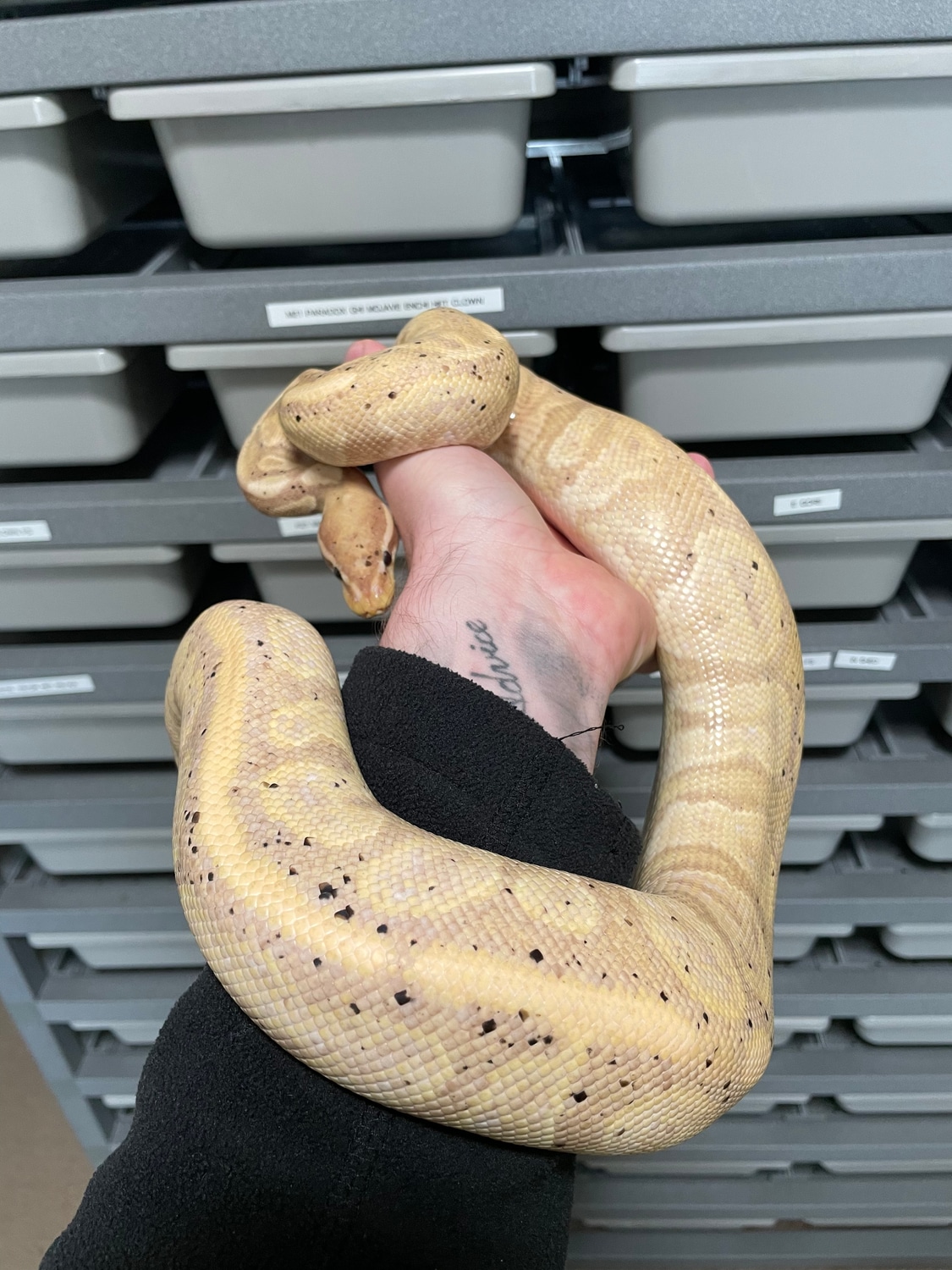 Black Pastel Coral Glow DH Piebald & Axanthic VPI Ball Python by JV ...