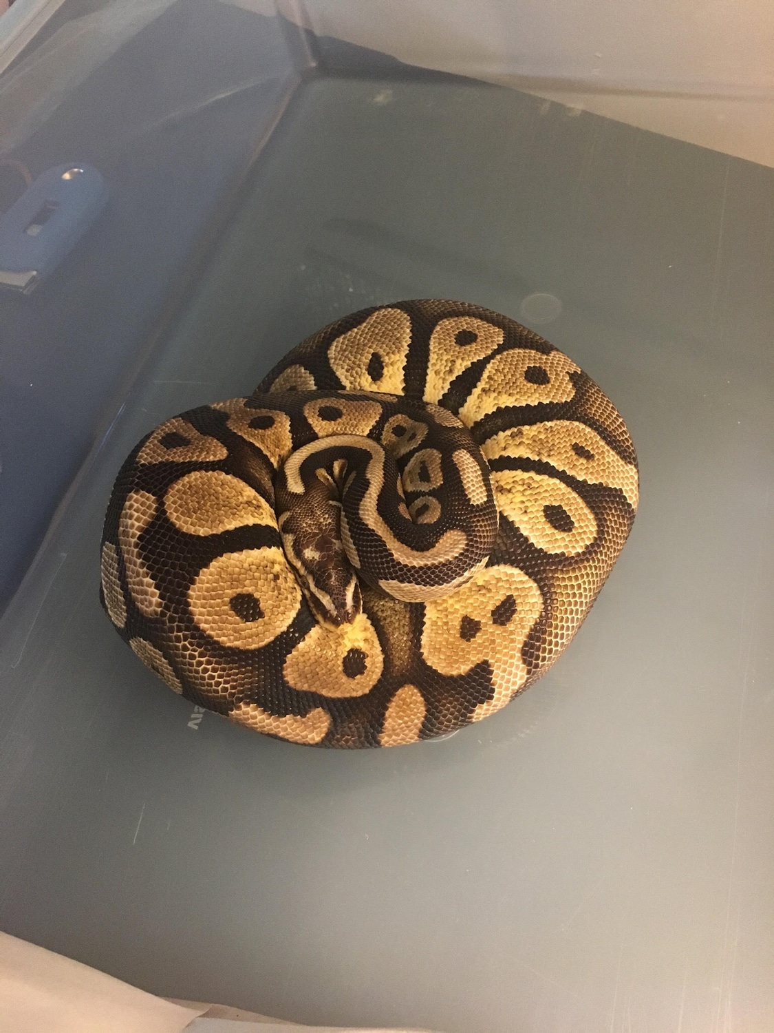 Pastel Scaleless Head Ball Python by Regius Royals Reptiles - MorphMarket