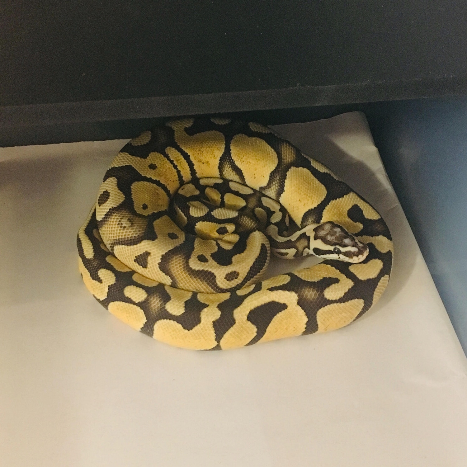 Scaleless Head Firefly Ball Python by Regius Royals Reptiles - MorphMarket