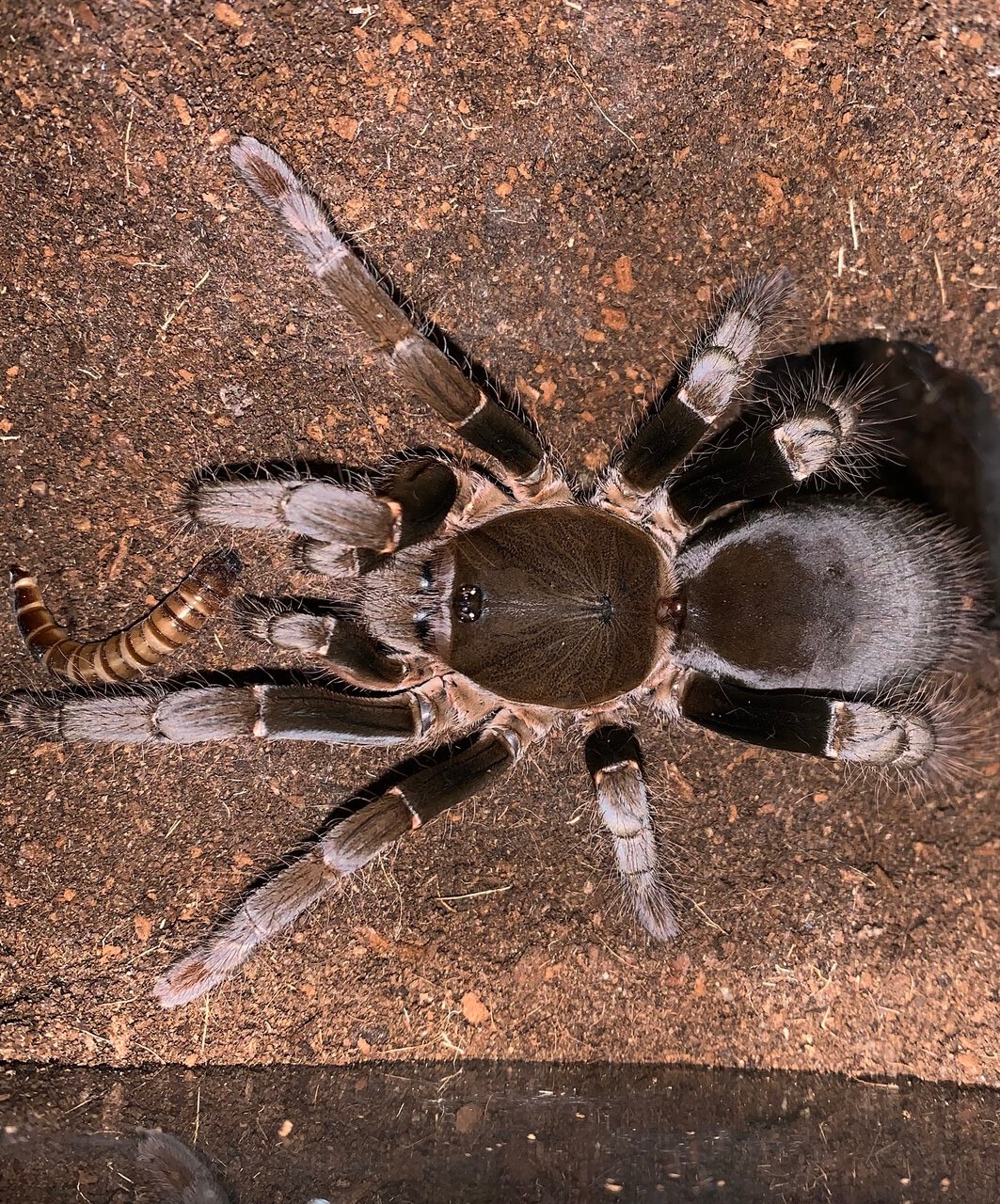 2023 1/2” Hysterocrates Gigas Slings. Cameroon Red Baboon Tarantula by ...
