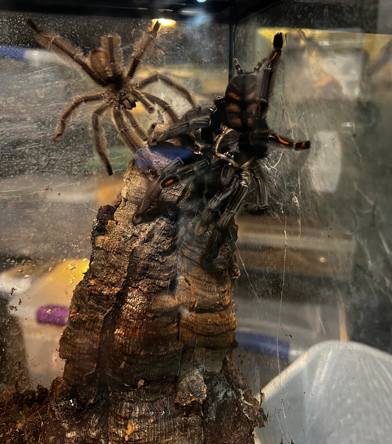 Psalmopoeus Irminia .5” Slings Tarantula by J&E Exotics - MorphMarket