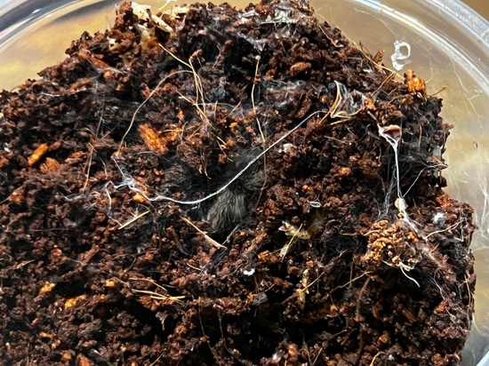 Heteroscodera Maculata.5” Slings Tarantula by J&E Exotics