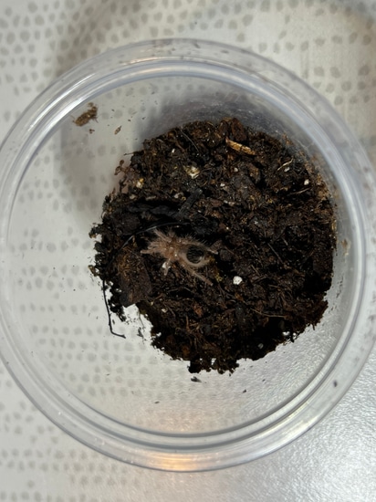 CB Tliltocatl Albopilosus Curly Hair Tarantula by J&E Exotics