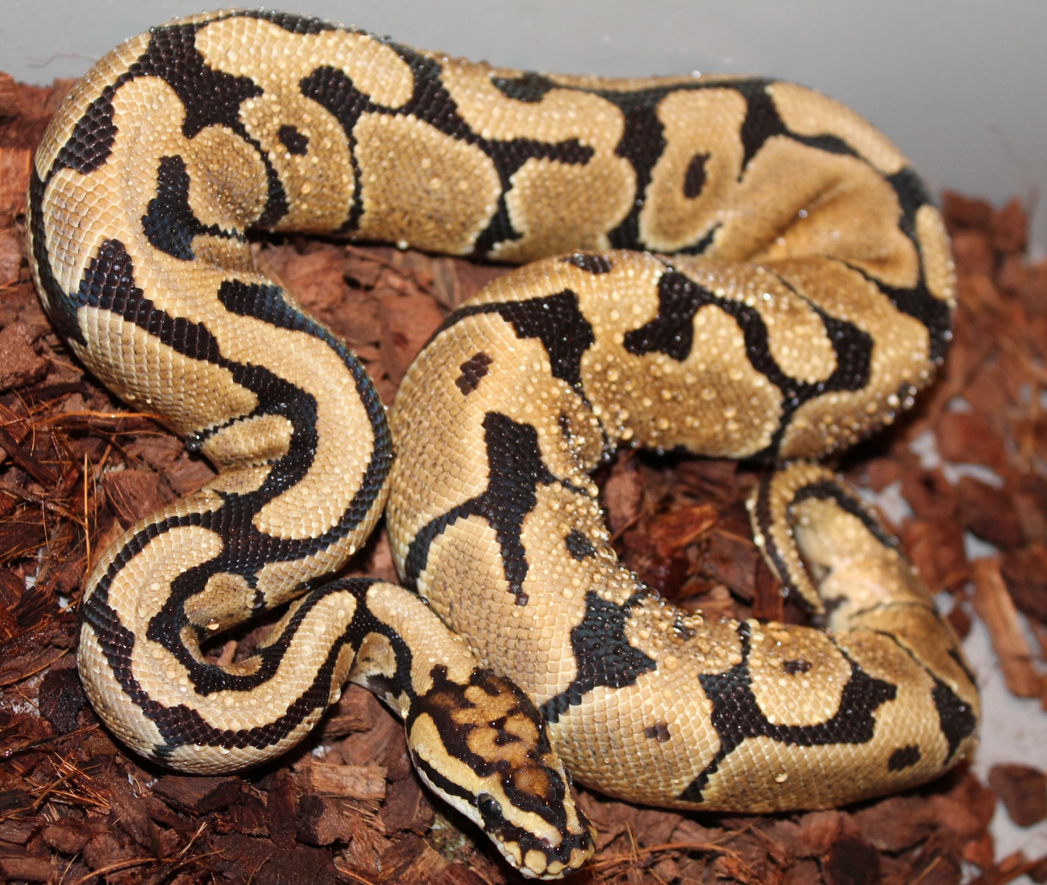 Spotnose Enchi 100% Het Clown Ball Python by Jarrod Heaney ball pythons ...