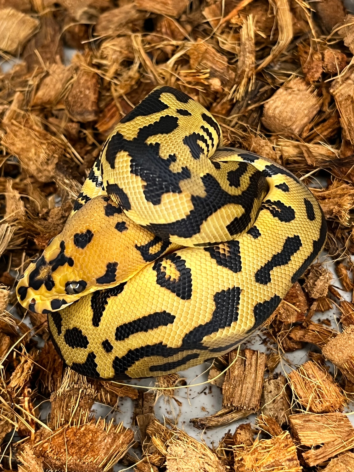 Batman Ball Python by Jarrod Heaney ball pythons - MorphMarket