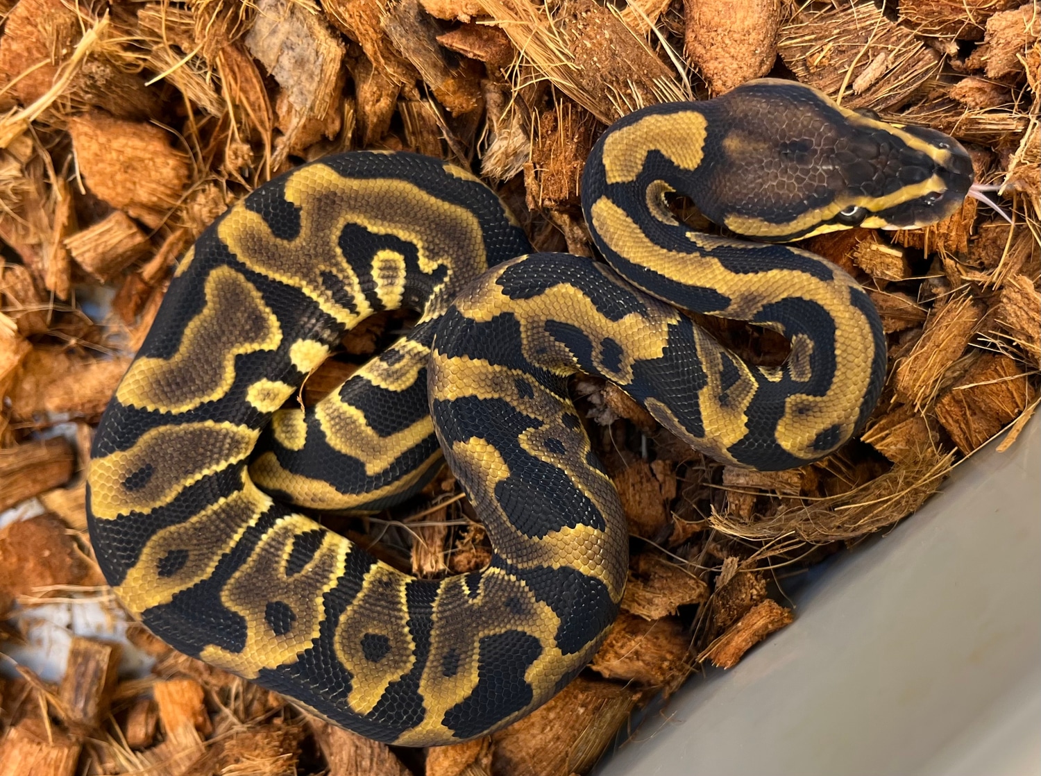 Leopard ( Poss Redstripe ) 50% Het Clown 50% Het Vpi Axanthic Ball ...