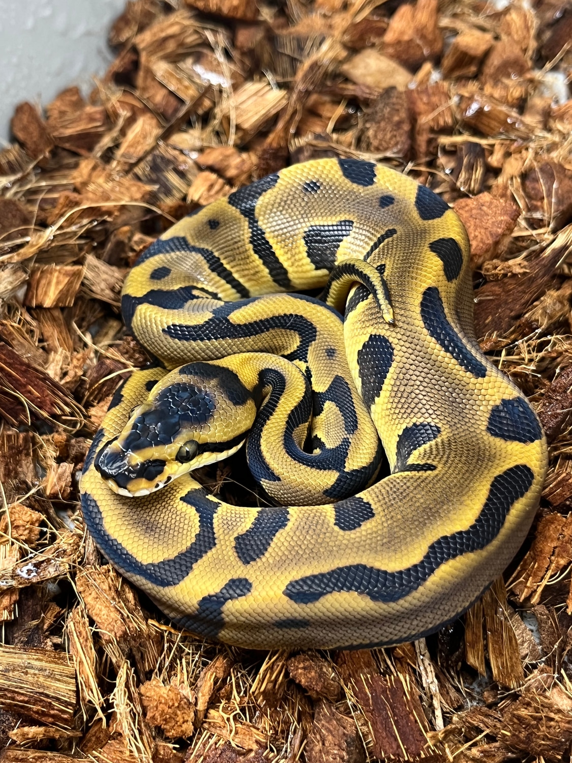 Enchi Leopard (Pos RS) 66% Het Clown 50% Vpi Axanthic Ball Python by ...