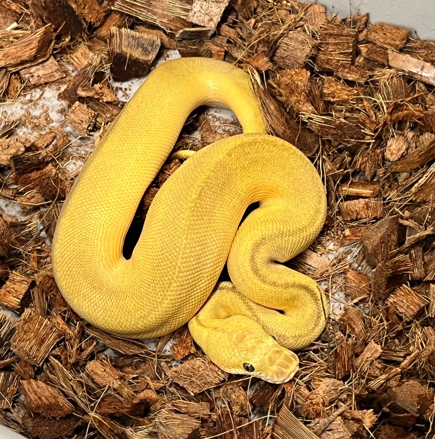 Pastel Enchi Leopard Pinstripe Clown (Poss) Red Stripe 50% Vpi Axanthic ...