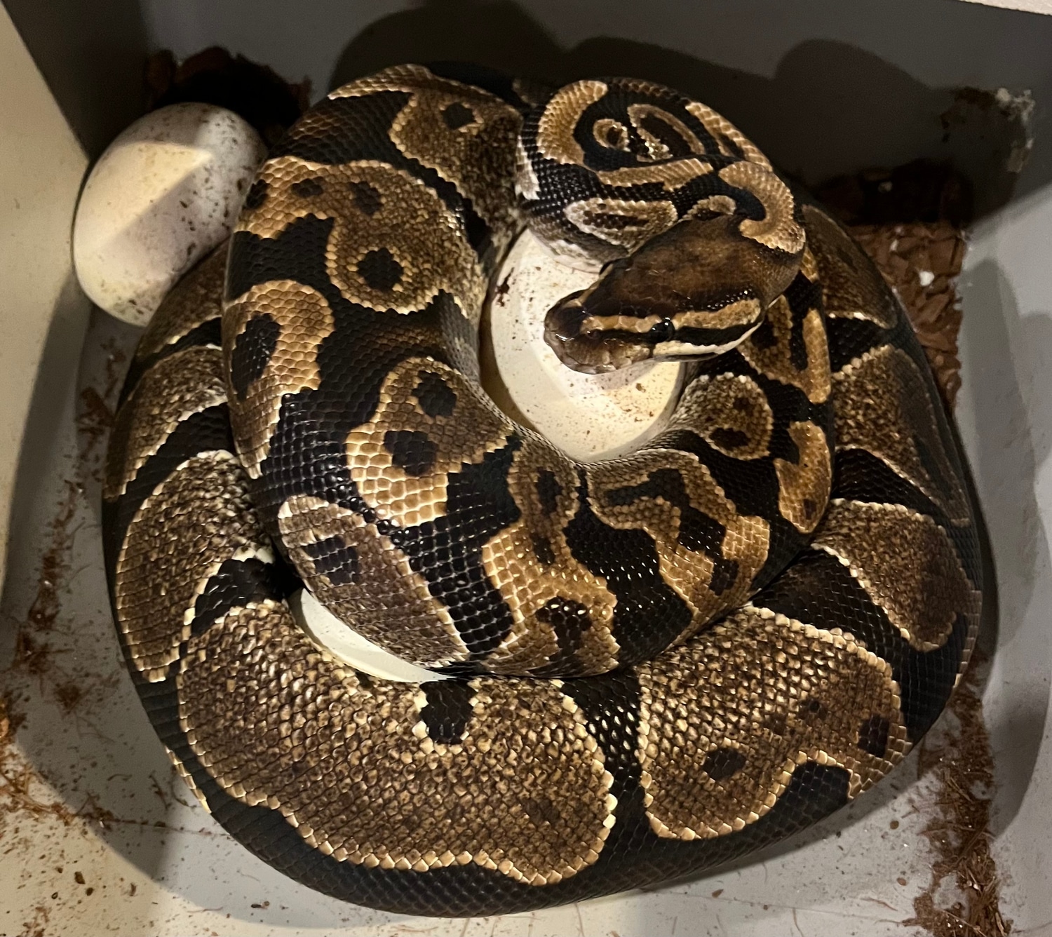 Yellow Belly 2650gr Ball Python by Jarrod Heaney ball pythons - MorphMarket