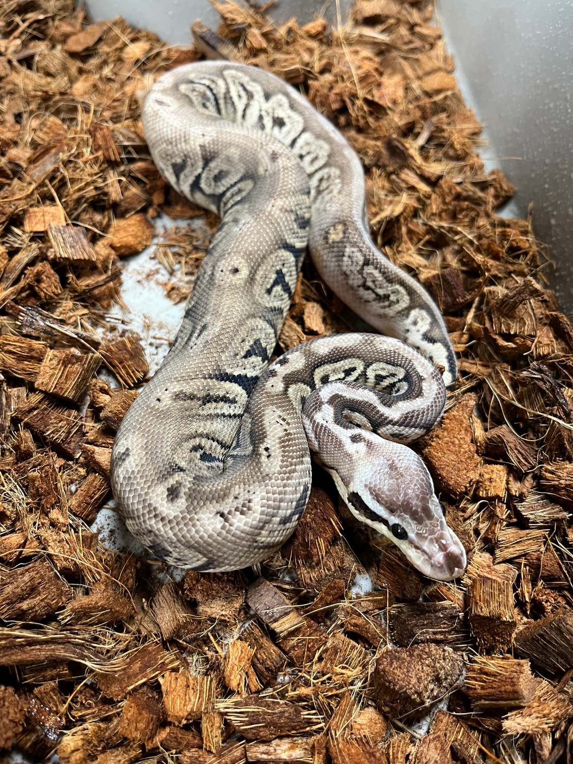 Black Pastel Yellowbelly Pastel 66% Het Clown Ball Python by Jarrod ...