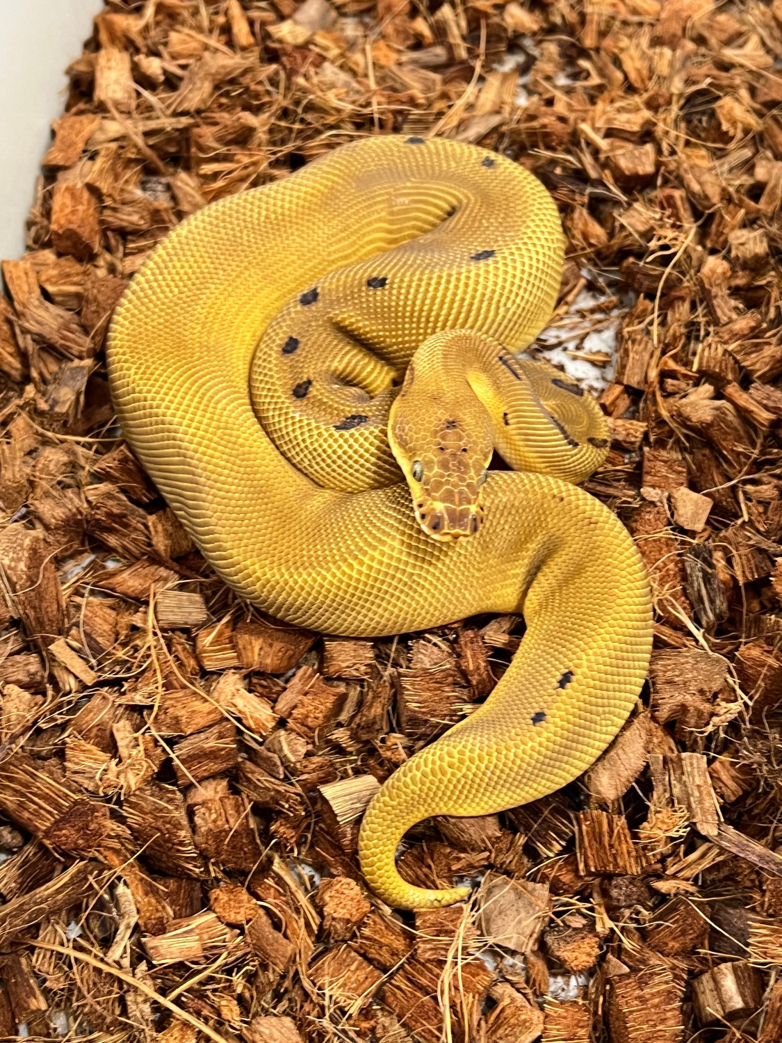 Enchi Leopard Pinstripe Redstripe Clown 50% Het Vpi Axanthic Ball ...