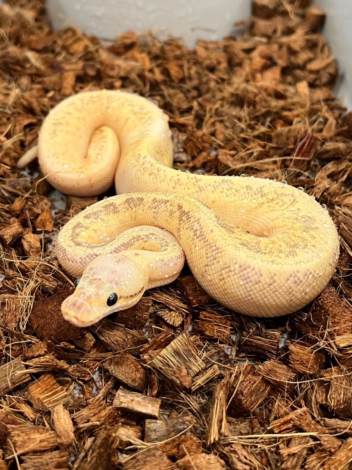 Superpastel Pinstripe Enchi Pos Leopard Or Spotnose 66% Het Clown Ball ...