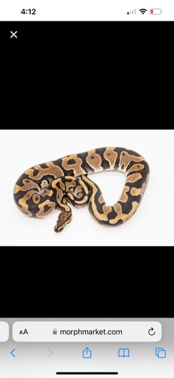 Leopard Red Stripe DH Vpi Axanthic Clown Ball Python by Jarrod Heaney ...