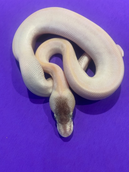 Pastel Champagne Pos Lesser Or Mojave Ball Python by Trippin Art Pythons